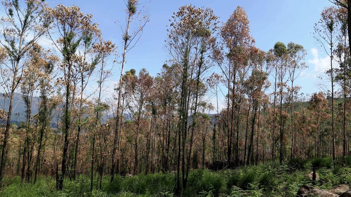 Botany One on LinkedIn: Environmentalists, Church raise concern over ... Botany One on LinkedIn: Environmentalists, Church raise concern over ...
