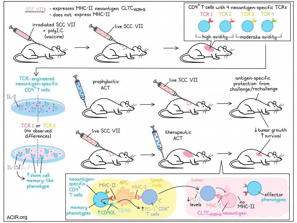 ACIR on LinkedIn: Neoantigen-specific CD4+ T cells are powerful helpers ACIR on LinkedIn: Neoantigen-specific CD4+ T cells are powerful helpers