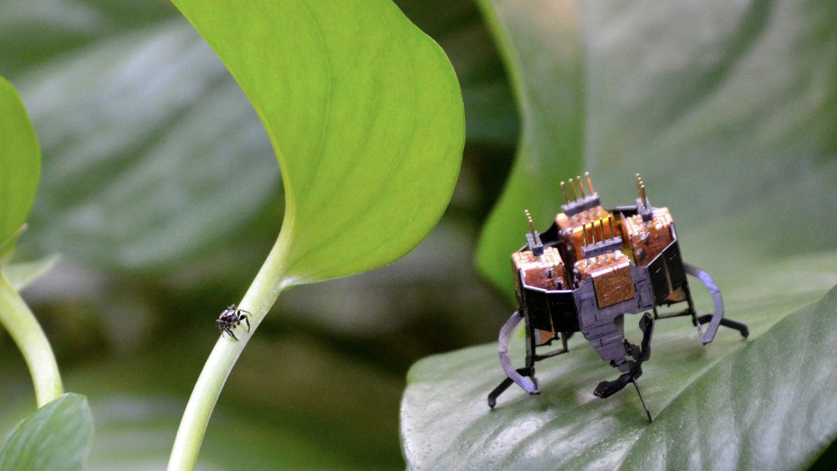 Live Science on LinkedIn: Tiny, shape-shifting robot could one day be ... Live Science on LinkedIn: Tiny, shape-shifting robot could one day be ...