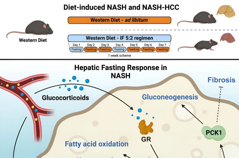 Medical Xpress on LinkedIn: Mouse study shows intermittent fasting ... Medical Xpress on LinkedIn: Mouse study shows intermittent fasting ...