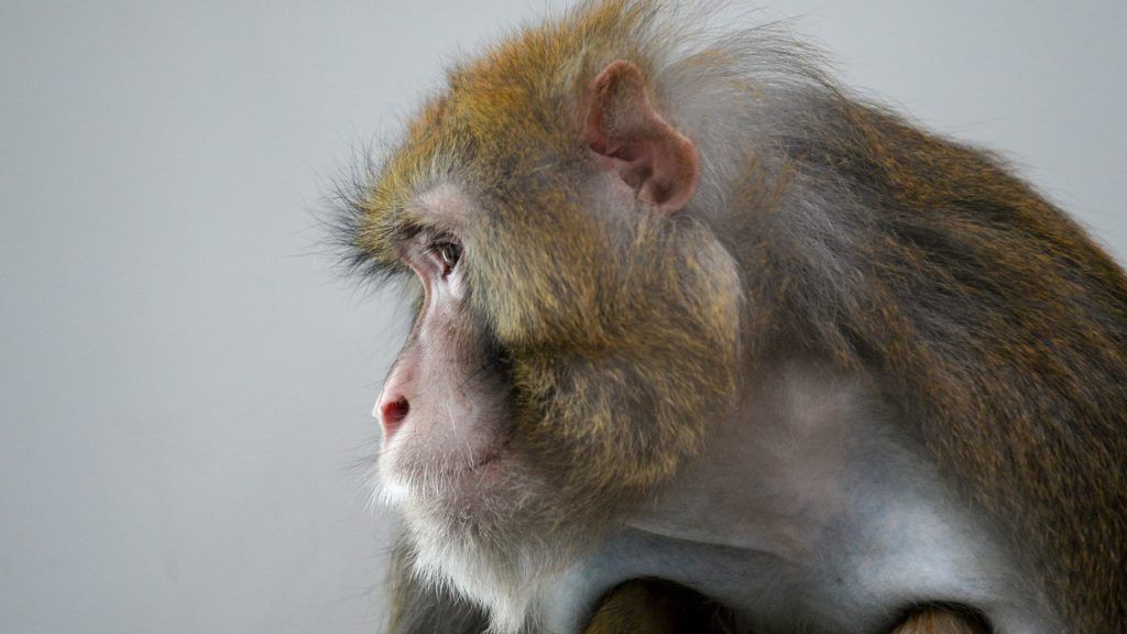 STAT on LinkedIn: European Commission accelerates phasing out animal ... STAT on LinkedIn: European Commission accelerates phasing out animal ...