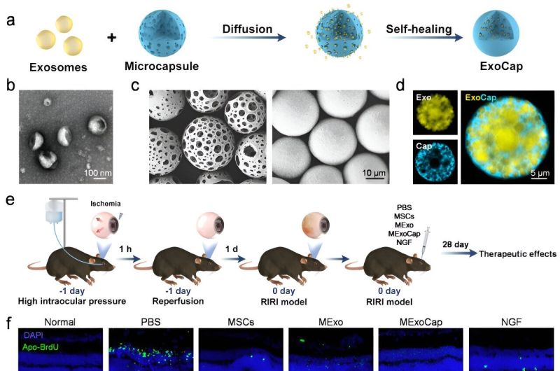 Phys.org on LinkedIn: Scientists develop 'pseudo cell' formulation for ... Phys.org on LinkedIn: Scientists develop 'pseudo cell' formulation for ...