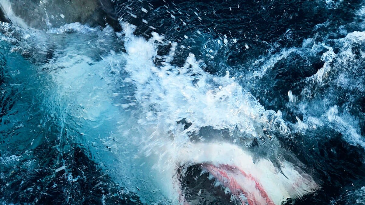 Sanal Kappakkuth on LinkedIn: Shark bites South Carolina surfer's face ... Sanal Kappakkuth on LinkedIn: Shark bites South Carolina surfer's face ...