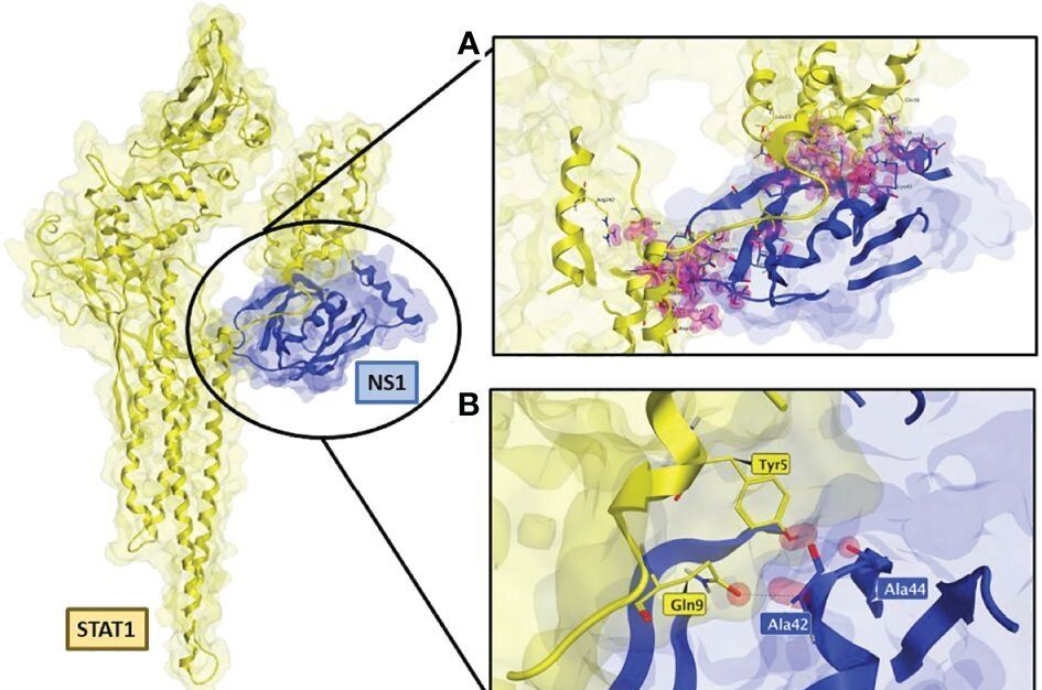 Medical Xpress on LinkedIn: Scientists pinpoint new drug target for RSV Medical Xpress on LinkedIn: Scientists pinpoint new drug target for RSV