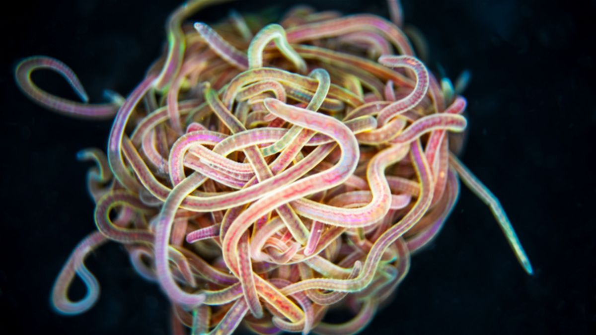 Bioscience Today on LinkedIn: Unravelling the Maths Behind Wiggly Worm ... Bioscience Today on LinkedIn: Unravelling the Maths Behind Wiggly Worm ...