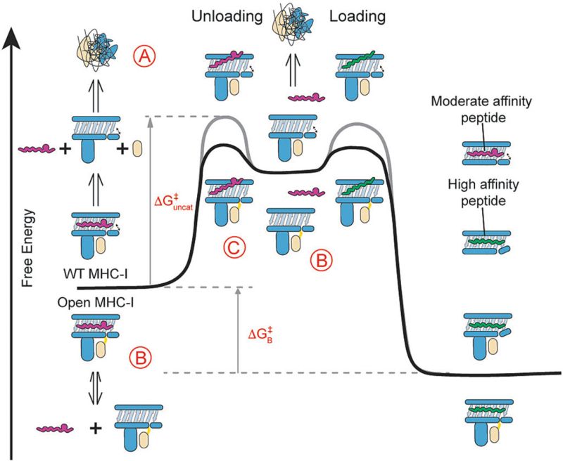 Phys.org auf LinkedIn: Researchers develop universal MHC molecules that ... Phys.org auf LinkedIn: Researchers develop universal MHC molecules that ...