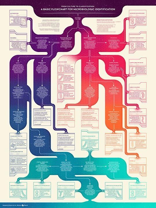 Arnold Bosman on LinkedIn: Bacteria Identification: Classification ... Arnold Bosman on LinkedIn: Bacteria Identification: Classification ...