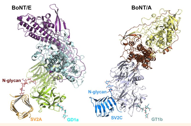 Phys.org on LinkedIn: Researchers uncover new potential for botulinum ... Phys.org on LinkedIn: Researchers uncover new potential for botulinum ...