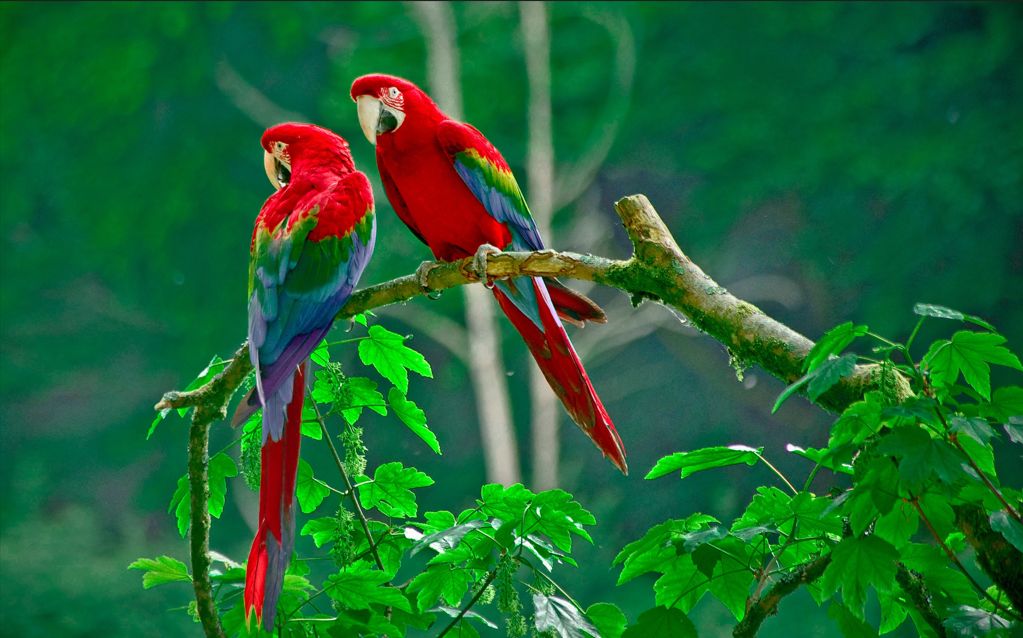 Hafiz Ahmad Raza on LinkedIn: Nature as a Birds Hafiz Ahmad Raza on LinkedIn: Nature as a Birds