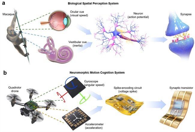 Phys.org على LinkedIn: Team realizes brain's sensory functions using ... Phys.org على LinkedIn: Team realizes brain's sensory functions using ...