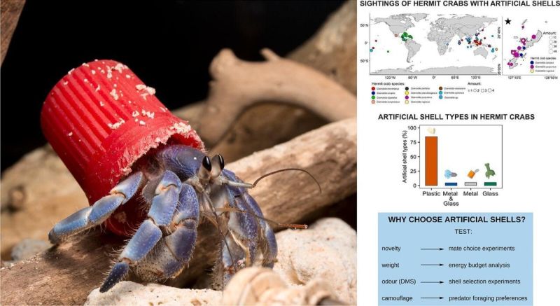 Phys.org on LinkedIn: On tropical coasts, hermit crabs are now making ... Phys.org on LinkedIn: On tropical coasts, hermit crabs are now making ...