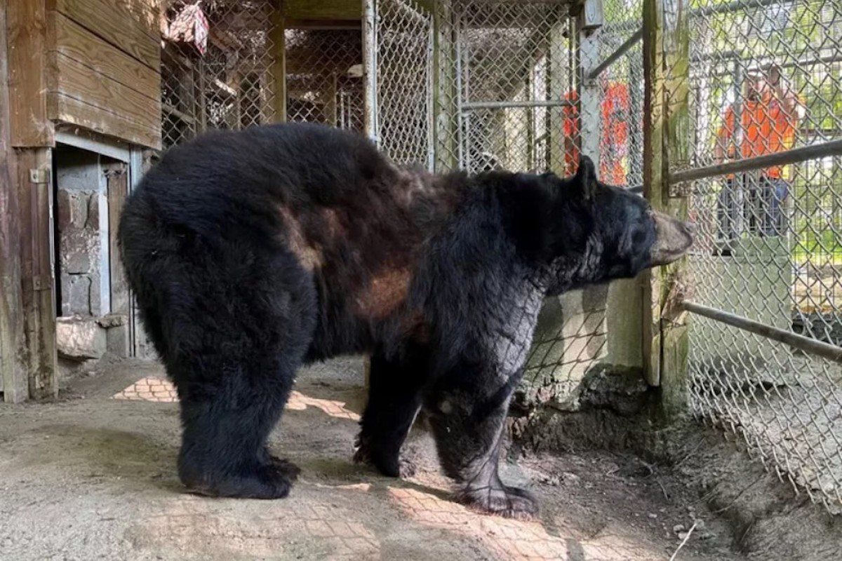 Kevin Vaught on LinkedIn: South Carolina Zoo Will Permanently Close ... Kevin Vaught on LinkedIn: South Carolina Zoo Will Permanently Close ...