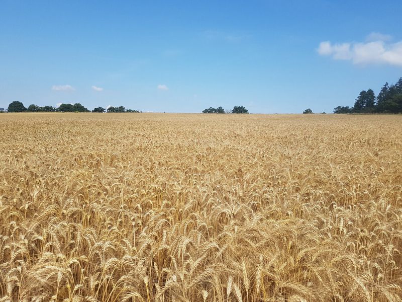 Phys.org on LinkedIn: Chemicals from maize roots influence wheat yield Phys.org on LinkedIn: Chemicals from maize roots influence wheat yield