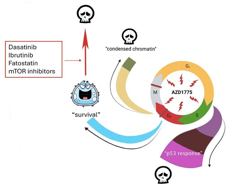 Medical Xpress on LinkedIn: Targeting leukemia's survival route: A ... Medical Xpress on LinkedIn: Targeting leukemia's survival route: A ...