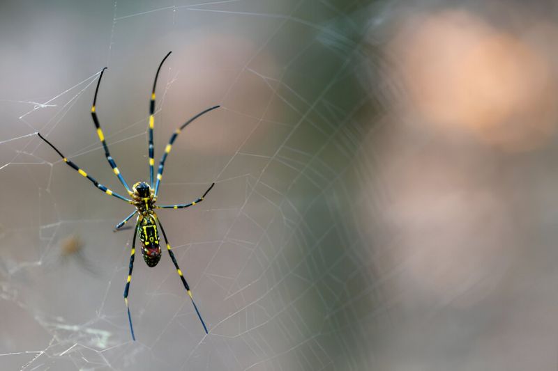 Phys.org on LinkedIn: Study suggests invasive spider tolerates urban ... Phys.org on LinkedIn: Study suggests invasive spider tolerates urban ...