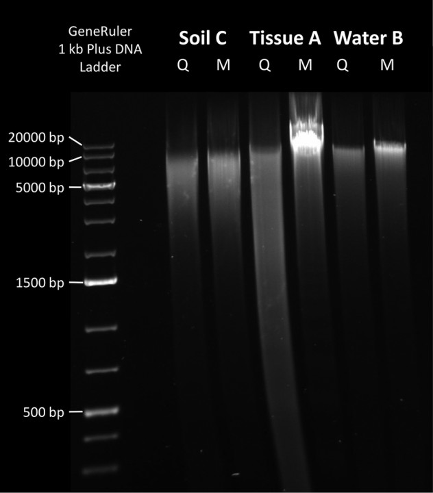 Mu-DNA, a Modular Universal DNA Extraction method using homemade ... Mu-DNA, a Modular Universal DNA Extraction method using homemade ...