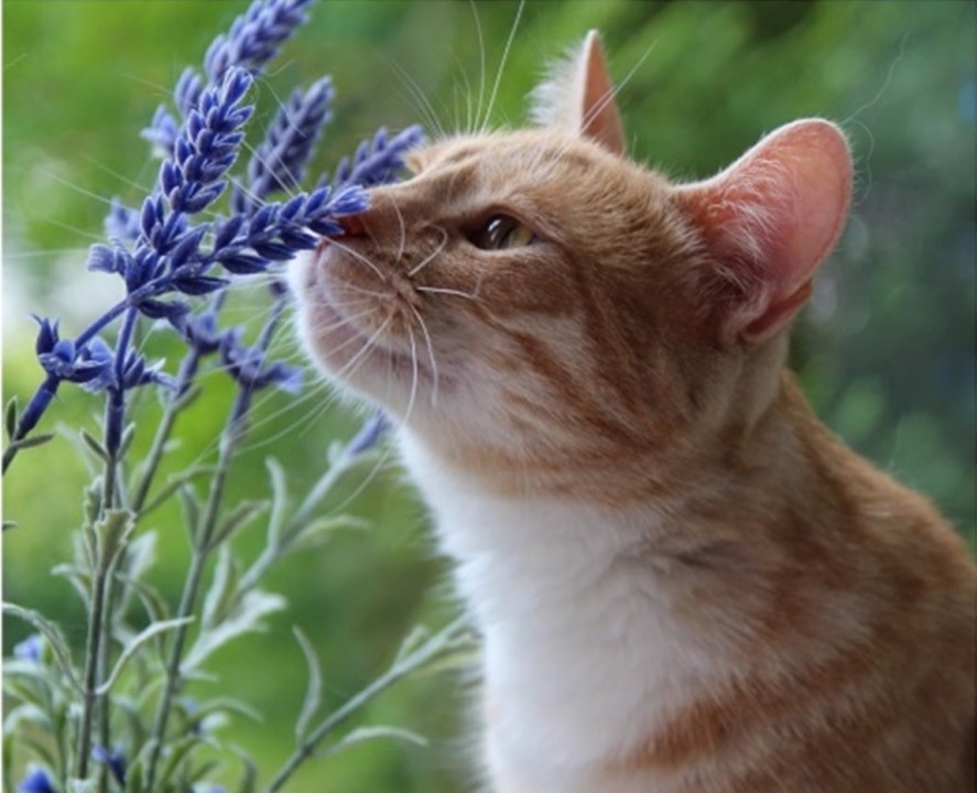 Domestic cat nose functions as a highly efficient coiled parallel gas ... Domestic cat nose functions as a highly efficient coiled parallel gas ...