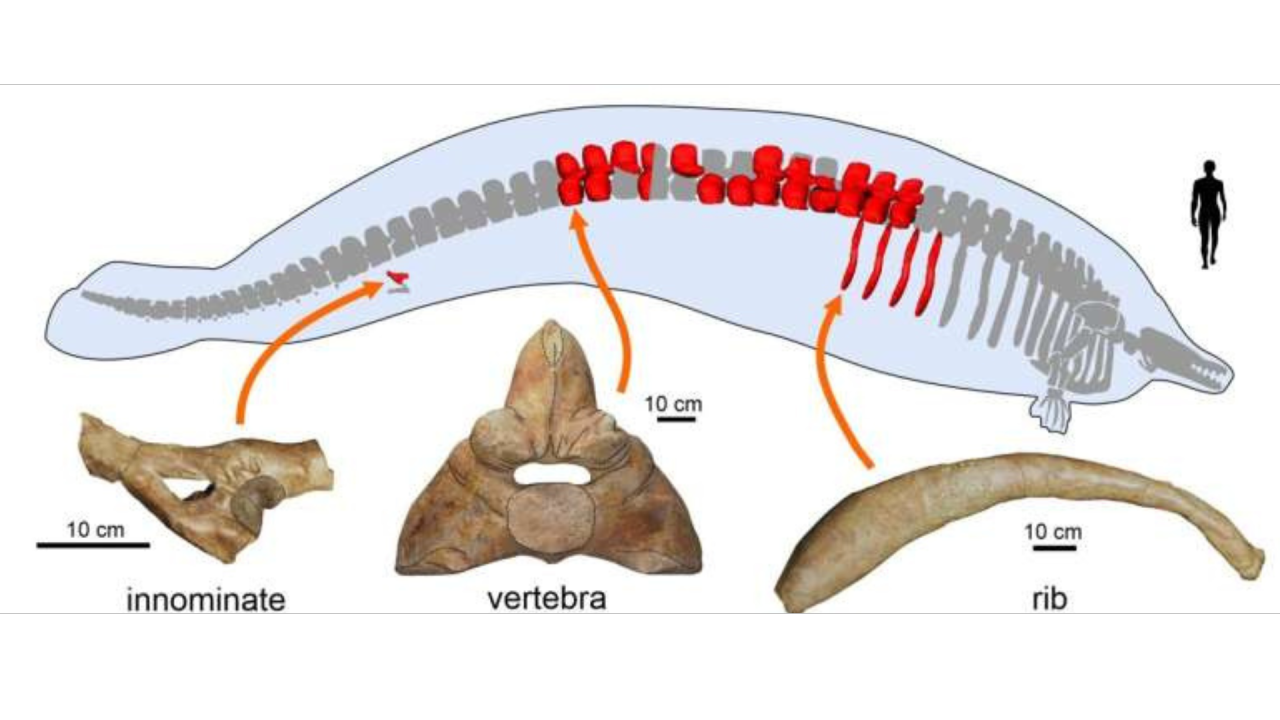 Heaviest animal ever? Scientists discover massive ancient whale - Phys ... Heaviest animal ever? Scientists discover massive ancient whale - Phys ...