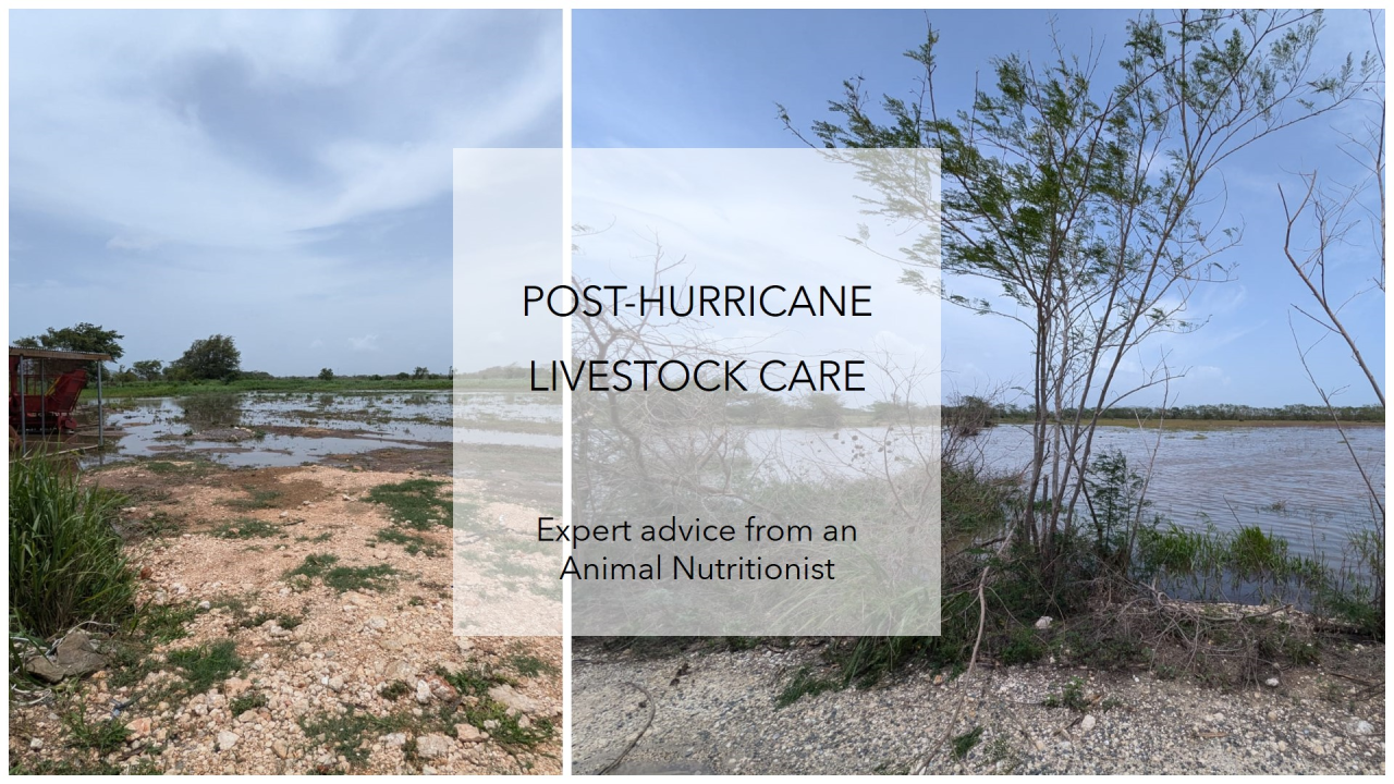 Navigating the Aftermath of a Hurricane: Essential Tips for Livestock ... Navigating the Aftermath of a Hurricane: Essential Tips for Livestock ...
