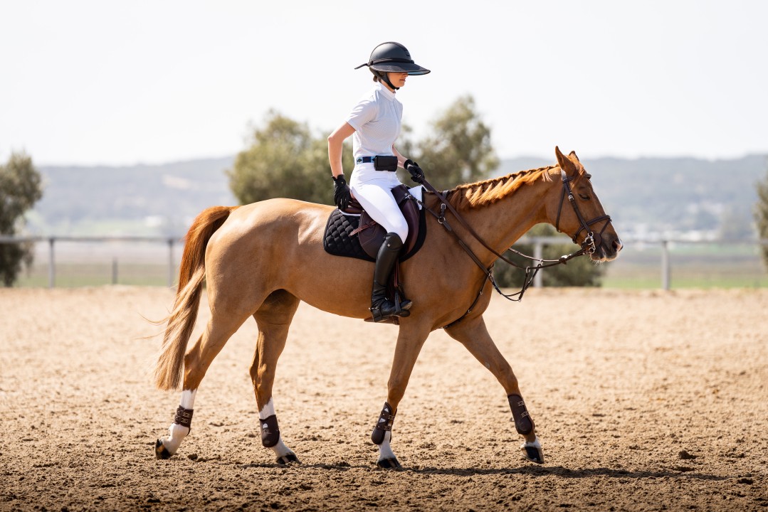 Unveiling the Secrets: Cracking the Code of Buying Young Horses! Unveiling the Secrets: Cracking the Code of Buying Young Horses!