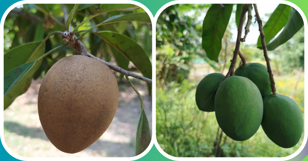 What Makes The Geographical Indication (Gi) Tag So Significant? What Makes The Geographical Indication (Gi) Tag So Significant?
