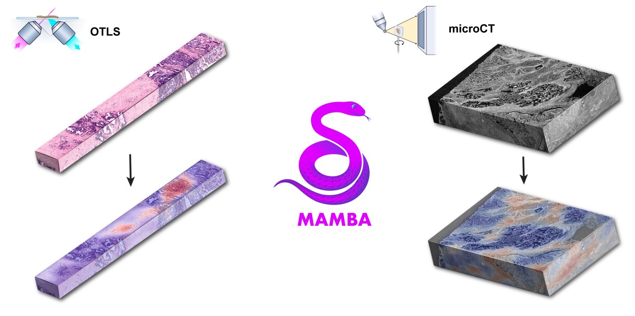 Building efficient deep learning platform for 3D pathology analysis Building efficient deep learning platform for 3D pathology analysis