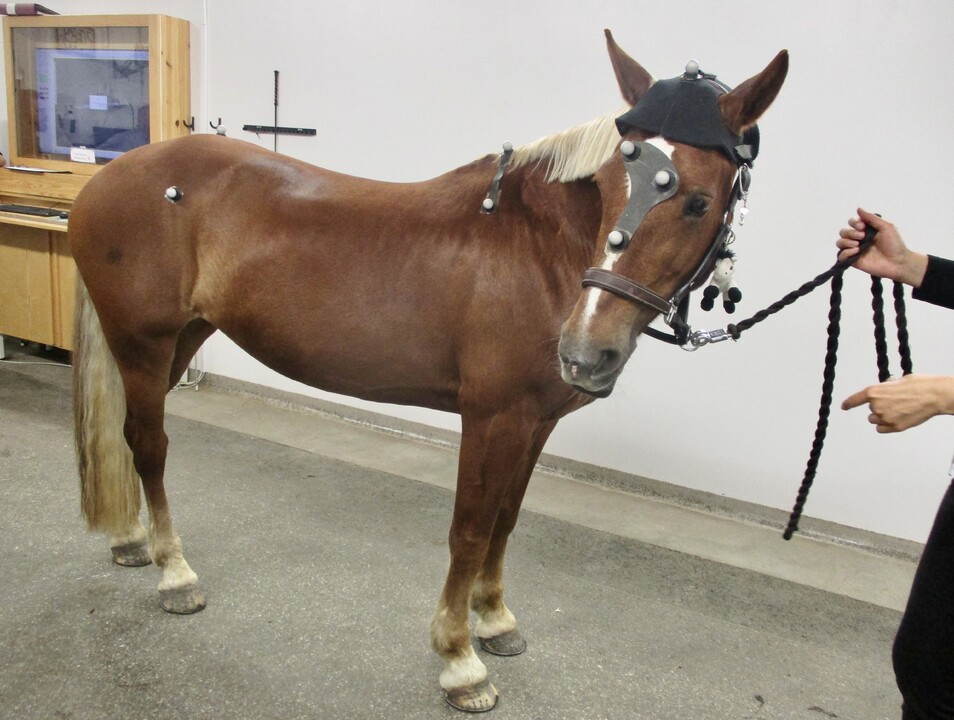 OBJECTIVE EQUINE GAIT ANALYSIS IN-DEPTH DAYS OBJECTIVE EQUINE GAIT ANALYSIS IN-DEPTH DAYS