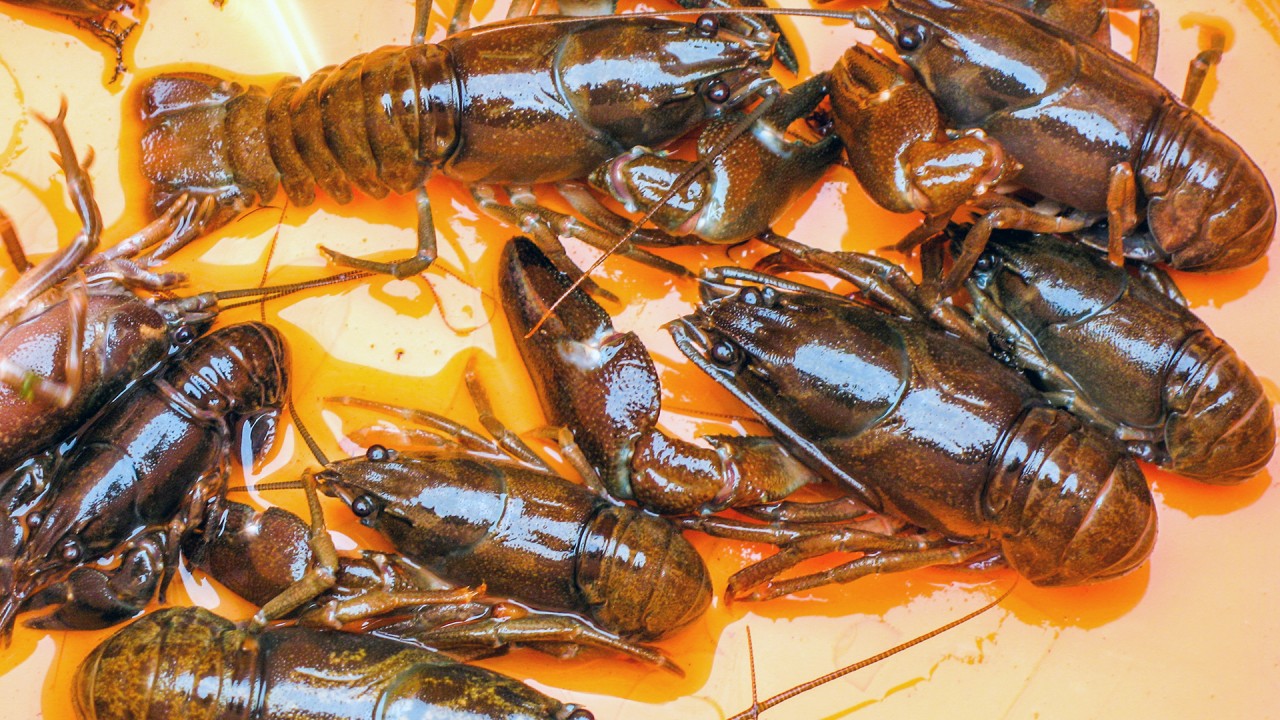 Urgent need for action to tackle invasive alien species Urgent need for action to tackle invasive alien species