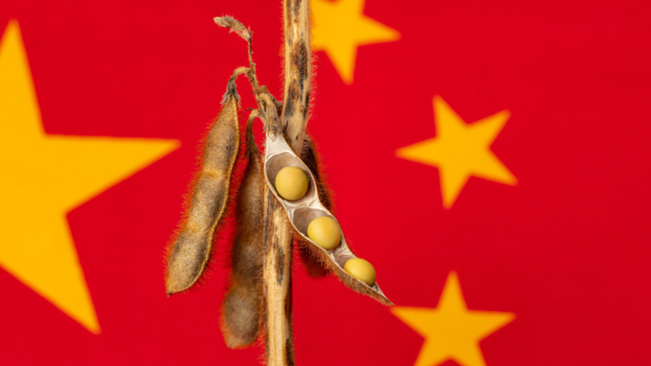 China’s soybean imports to rise from 2023 to 2024 China’s soybean imports to rise from 2023 to 2024