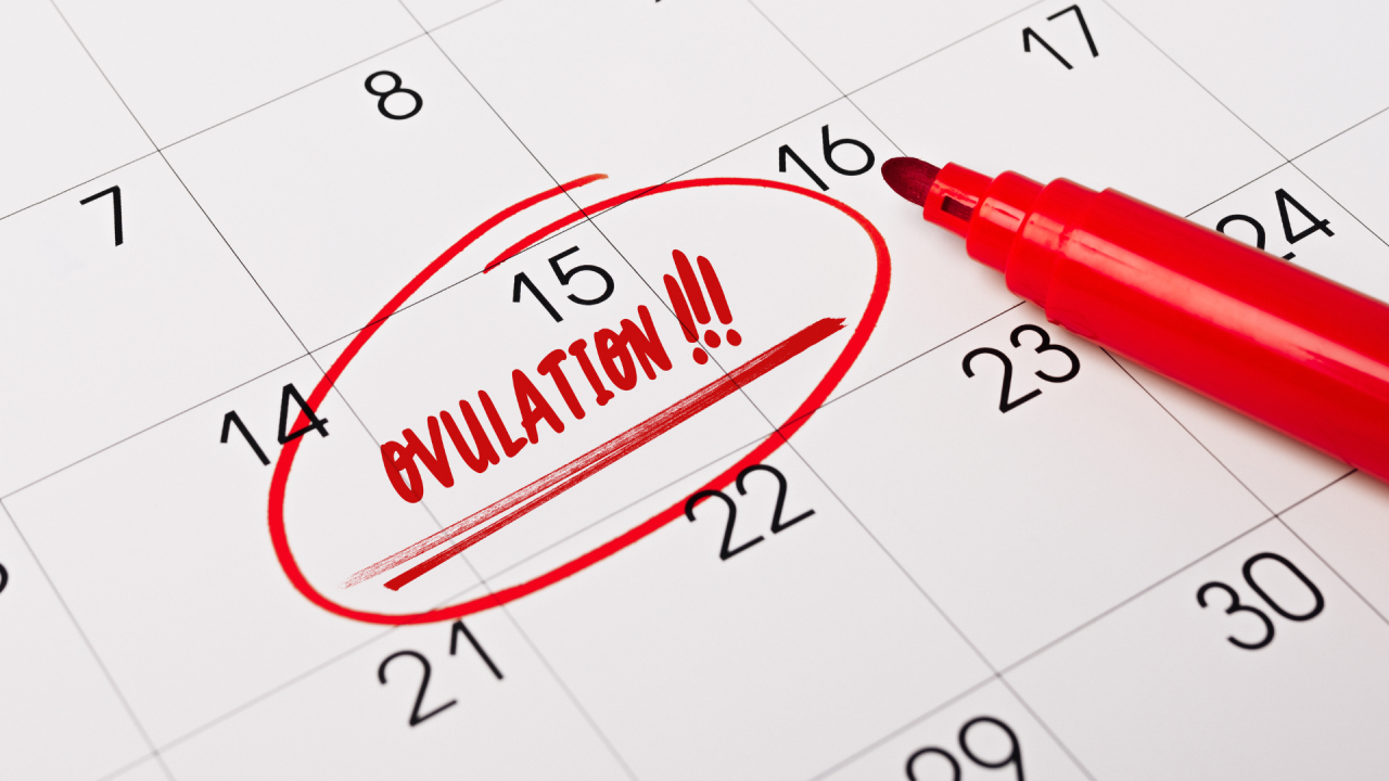 Unleash Your Full Potential! Maximize Your Ovulatory Phase Unleash Your Full Potential! Maximize Your Ovulatory Phase