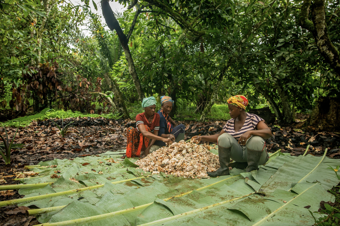 Embracing Ethical Farming: Our Journey Towards Fair For Life Certification Embracing Ethical Farming: Our Journey Towards Fair For Life Certification