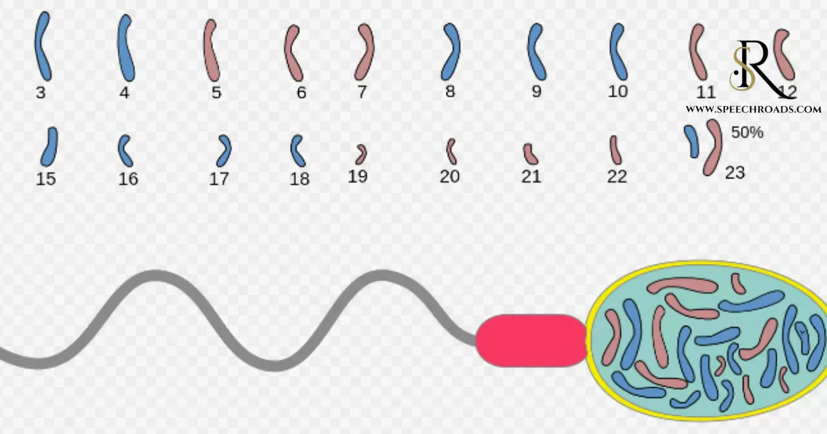 How Many Chromosomes Do Autistic Humans Have? How Many Chromosomes Do Autistic Humans Have?