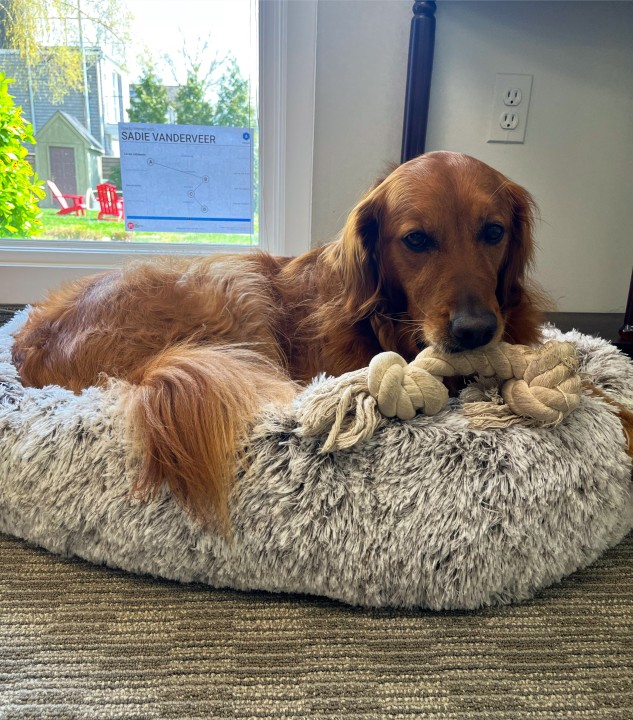 Top 4 Reasons You Need an Office Dog Top 4 Reasons You Need an Office Dog