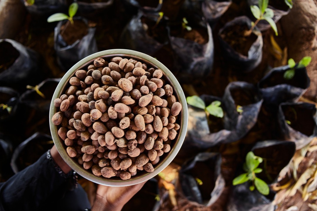 Unleashing the Potential of Impact Investing in the Shea Industry Unleashing the Potential of Impact Investing in the Shea Industry