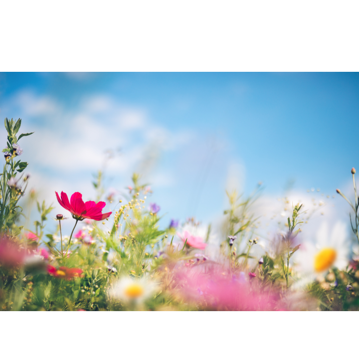 10 Tips for Selling Your Home in the Spring 10 Tips for Selling Your Home in the Spring