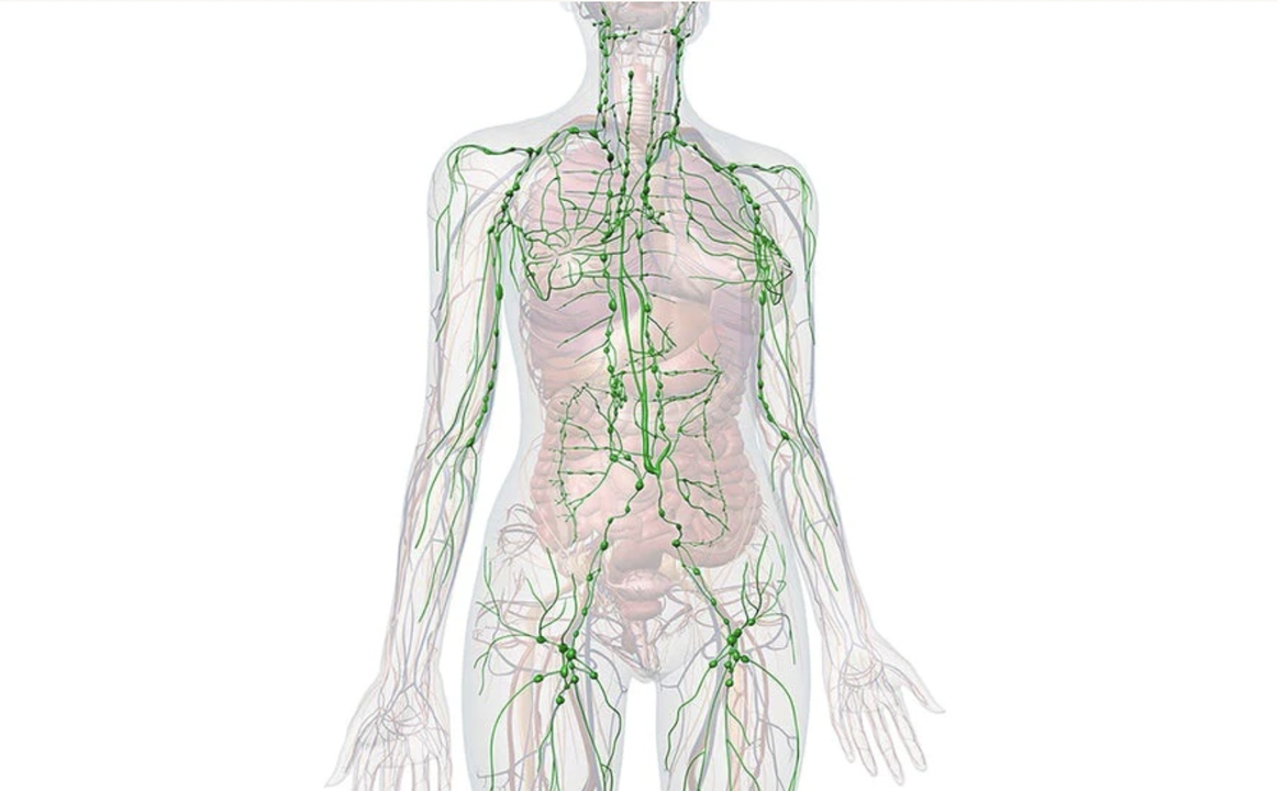 Flow & Function: Unleashing the power of the Lymphatic System with ... Flow & Function: Unleashing the power of the Lymphatic System with ...