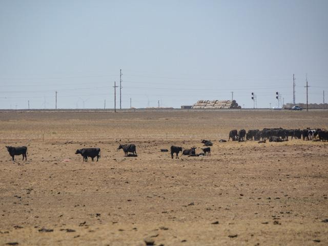 Texas drought driving ranchers to sell cattle by the thousands! Texas drought driving ranchers to sell cattle by the thousands!