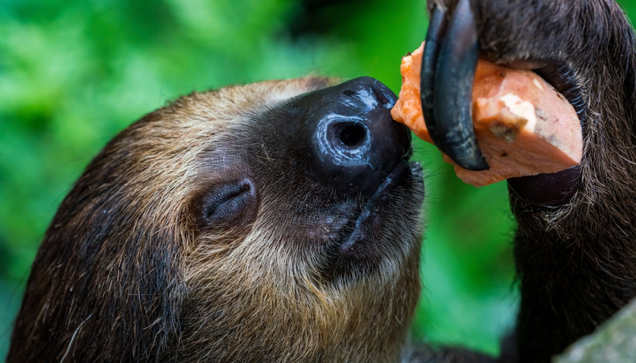 Jerry Treeclimber on LinkedIn: The Purposeful Sloth: Embracing ... Jerry Treeclimber on LinkedIn: The Purposeful Sloth: Embracing ...