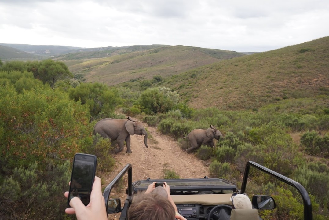 Elephant Crossing: The power of curiosity and asking questions Elephant Crossing: The power of curiosity and asking questions