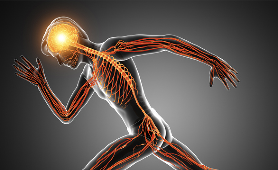 Exzentrisches Training zur Schmerzlinderung und neuromuskulären Kontrolle Exzentrisches Training zur Schmerzlinderung und neuromuskulären Kontrolle