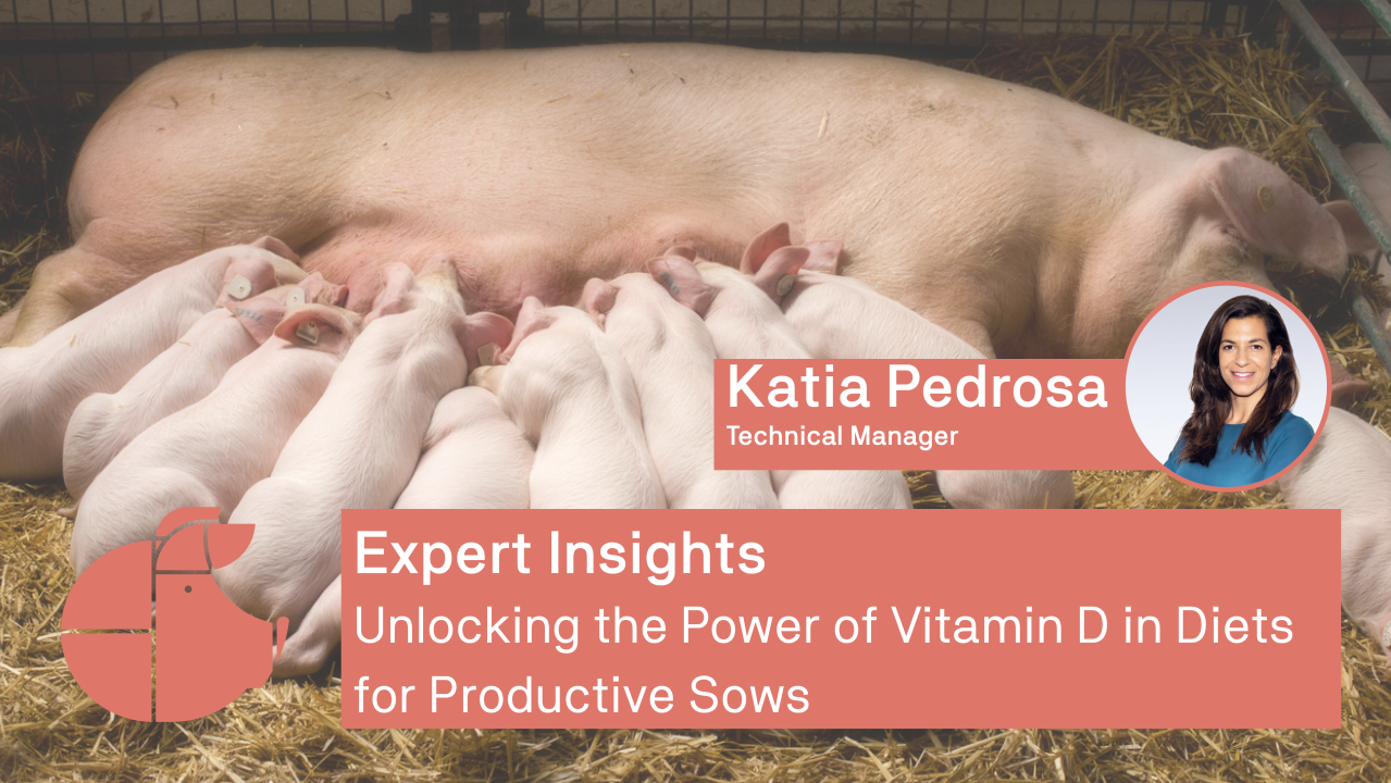 Unlocking the power of vitamin D in diets for productive sows Unlocking the power of vitamin D in diets for productive sows