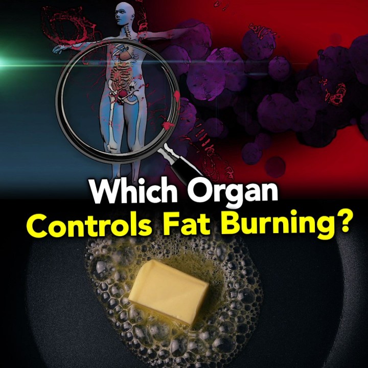 The Science Behind Weight Loss: Understanding the Brain-Body Connection ... The Science Behind Weight Loss: Understanding the Brain-Body Connection ...