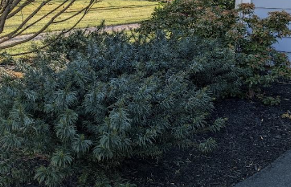 Resilient Plants at Work: Evergreens and Winter Interest Resilient Plants at Work: Evergreens and Winter Interest