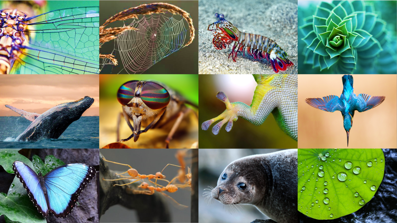 Biomimicry: Nature inspired innovation and design Biomimicry: Nature inspired innovation and design