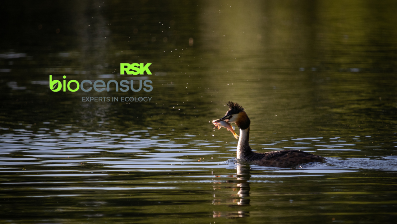 Why is RSK Biocensus supporting the Equality, Diversity and Inclusivity ... Why is RSK Biocensus supporting the Equality, Diversity and Inclusivity ...