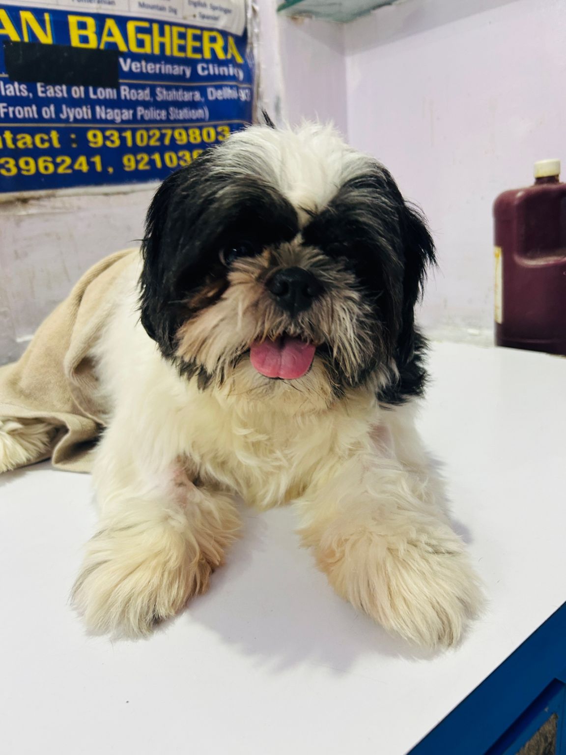 Dr.Himanshu Verma on LinkedIn: Shih Tzu πΆπ Dr.Himanshu Verma on LinkedIn: Shih Tzu πΆπ