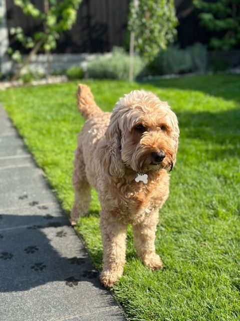 Nikki White on LinkedIn: Just want to wish my wfh buddy and furry best ... Nikki White on LinkedIn: Just want to wish my wfh buddy and furry best ...
