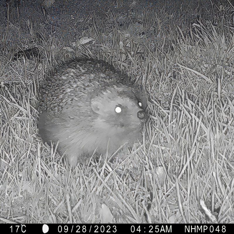 National Biodiversity Network Trust on LinkedIn: #hedgehog # ... National Biodiversity Network Trust on LinkedIn: #hedgehog # ...