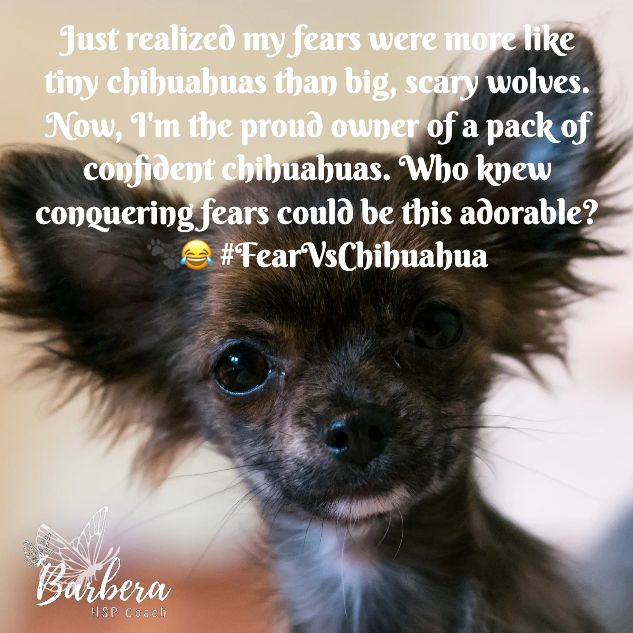 HSP Coach Barbera on LinkedIn: #fearvschihuahua HSP Coach Barbera on LinkedIn: #fearvschihuahua