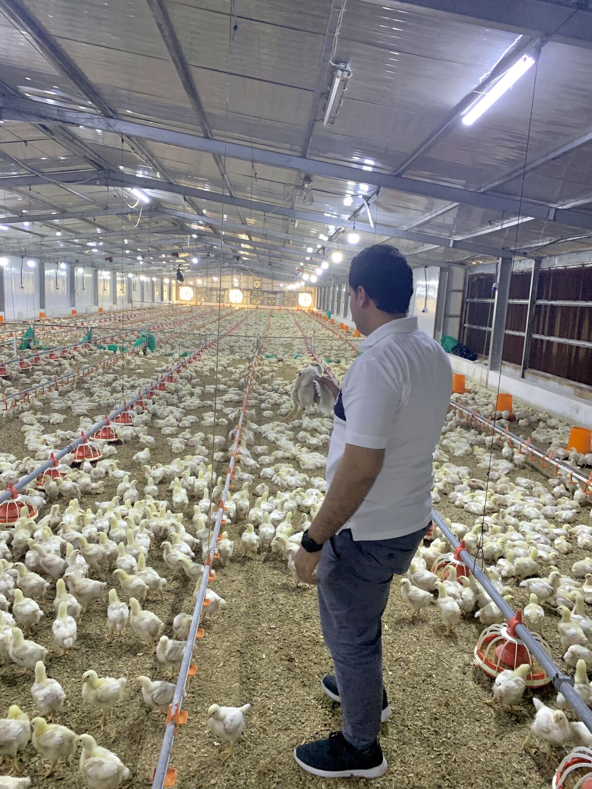 Mahmoud Elmaghraby on LinkedIn: #premix #poultry #gcc #broiler #animal ... Mahmoud Elmaghraby on LinkedIn: #premix #poultry #gcc #broiler #animal ...